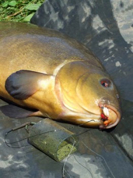 Tony King Talk's the T-Rig - Gardner Tackle