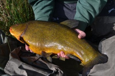 Coarse Fishing - Spring Tench Fishing - Rob Young - Gardner Tackle